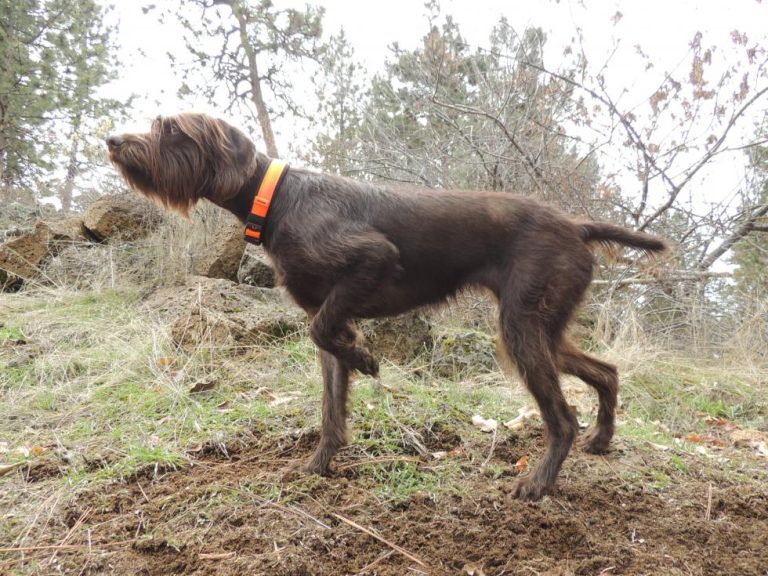 Liesl – Highlife Pudelpointers