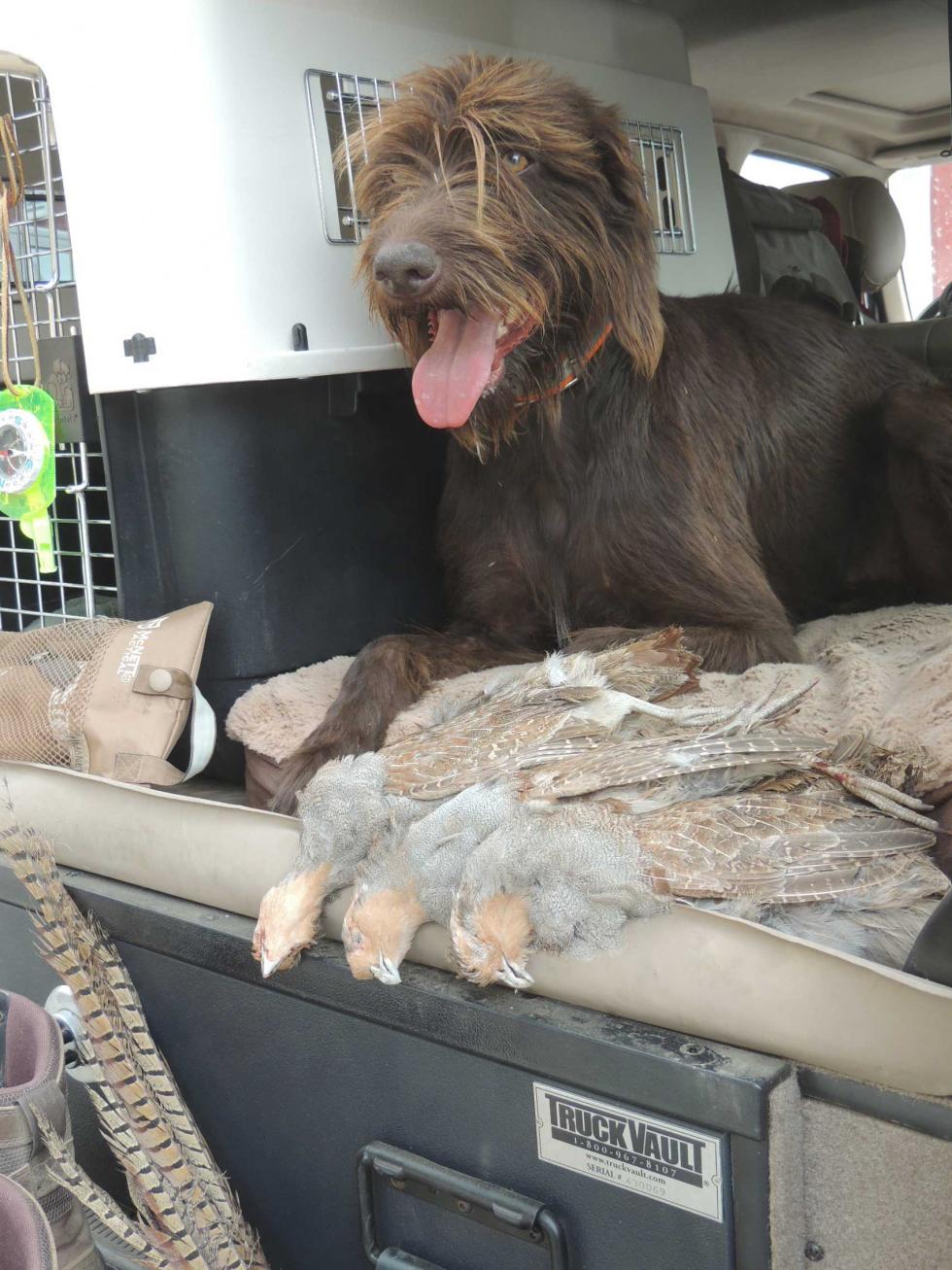 Ginger – Highlife Pudelpointers