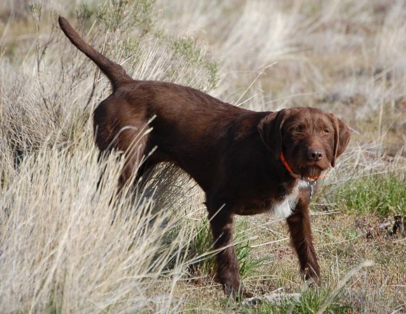 Highlife Pudelpointers