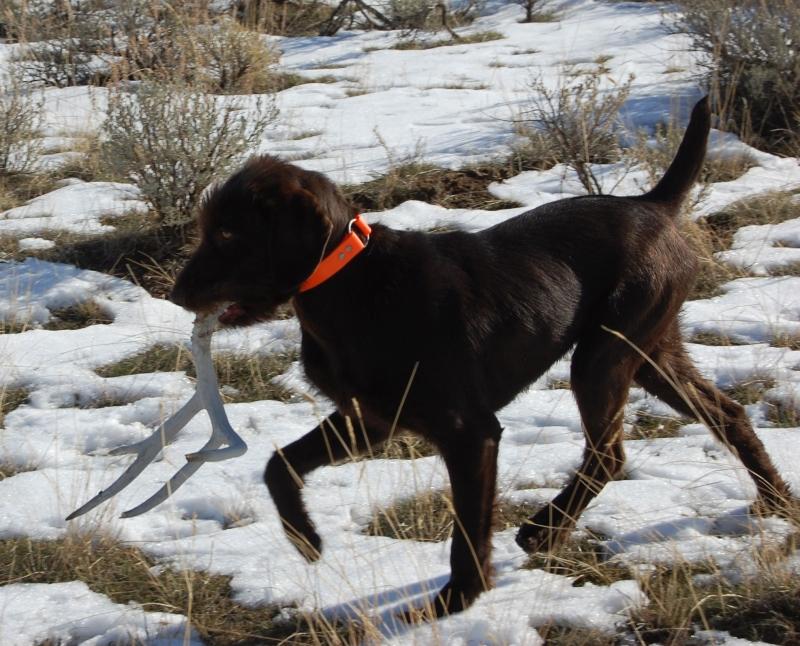 Highlife Pudelpointers