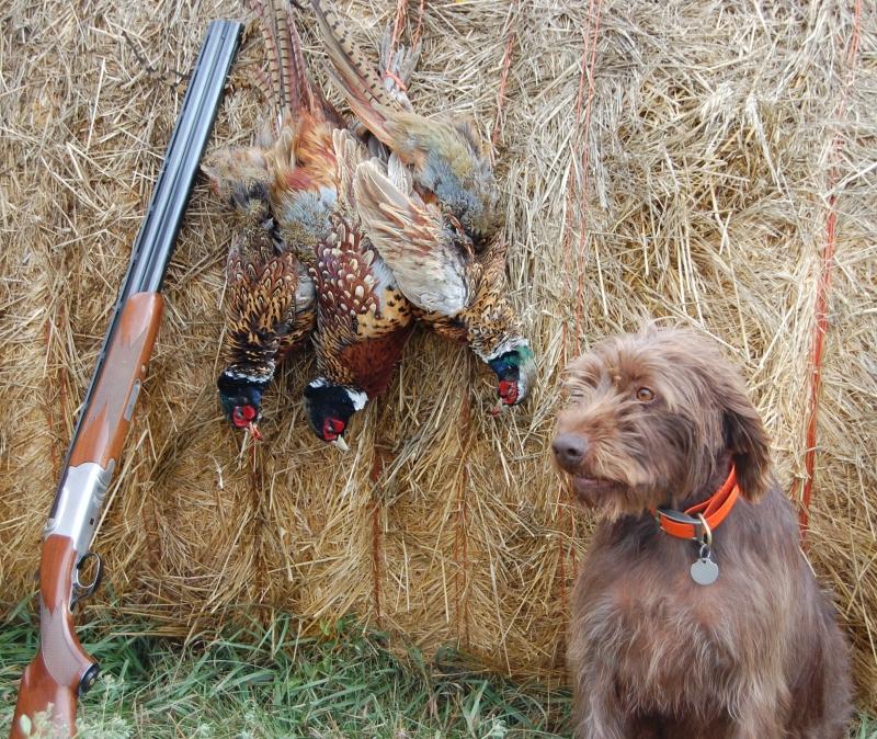 Highlife Pudelpointers