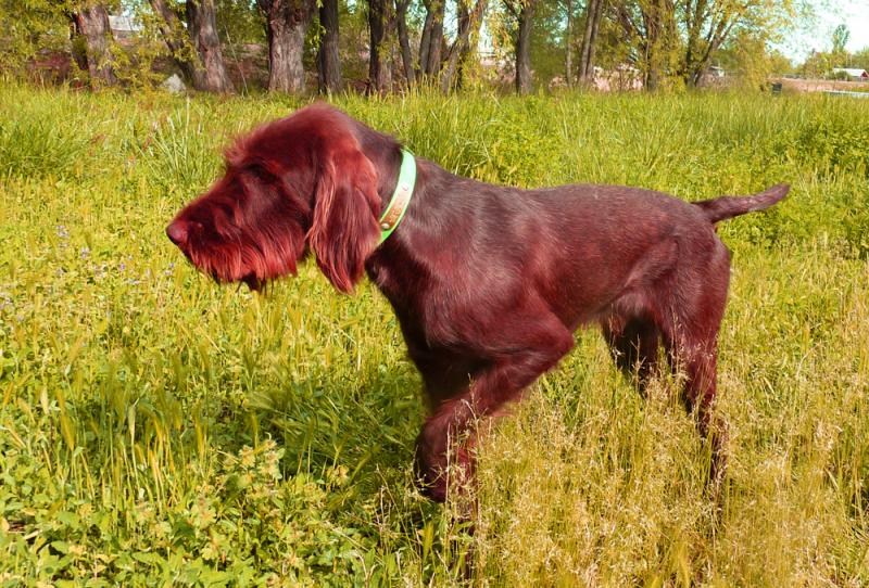 Our Dogs – Highlife Pudelpointers