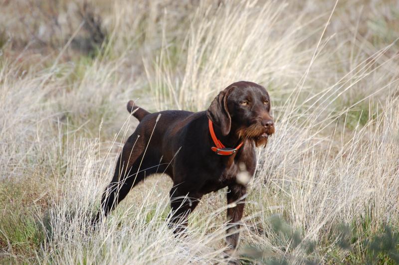 Highlife Pudelpointers