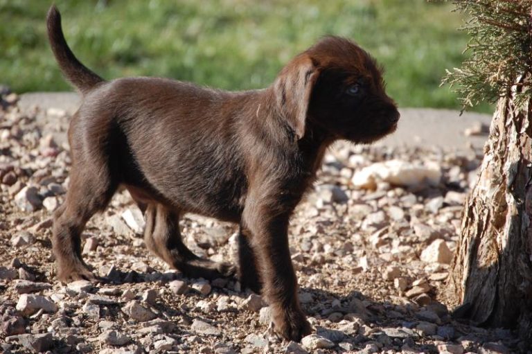 Highlife Pudelpointers