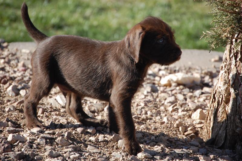 Highlife Pudelpointers