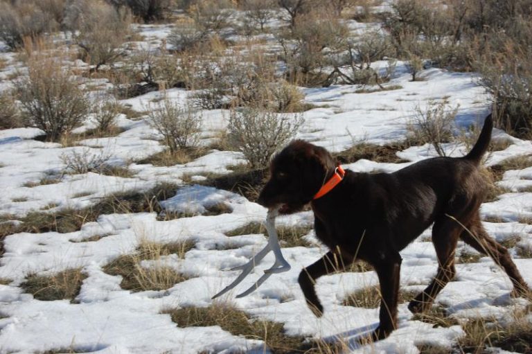 Highlife Pudelpointers