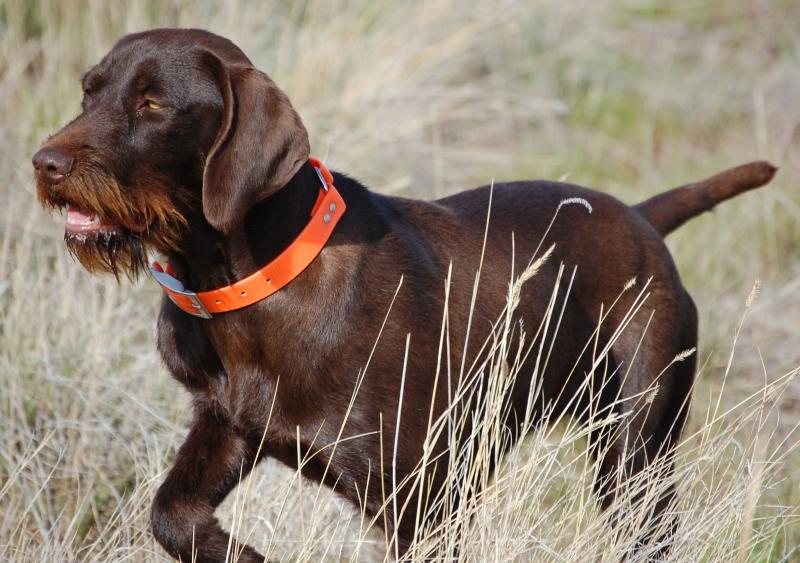 Highlife Pudelpointers